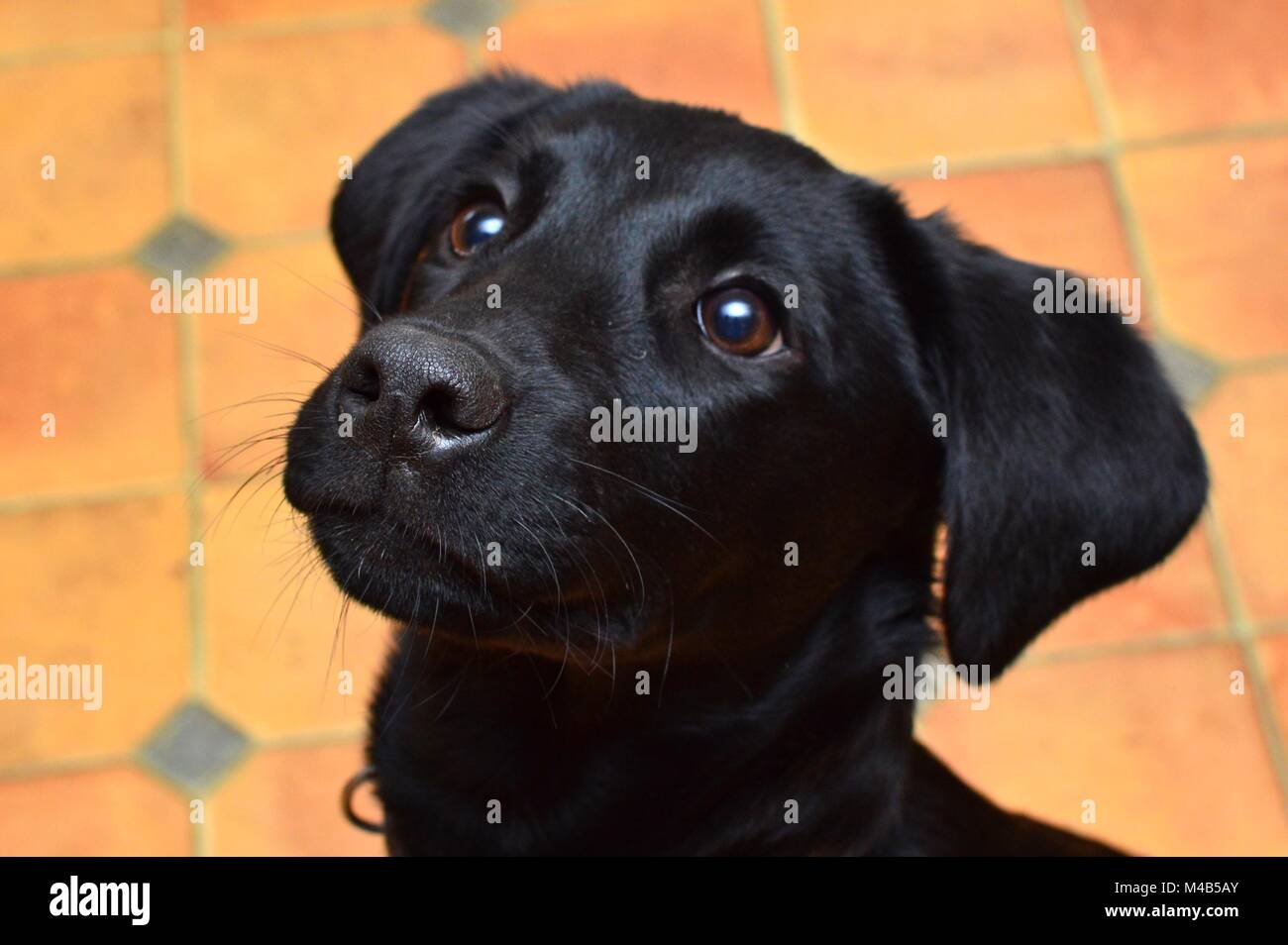 Head shot of a black Labrador puppy Stock Photo - Alamy