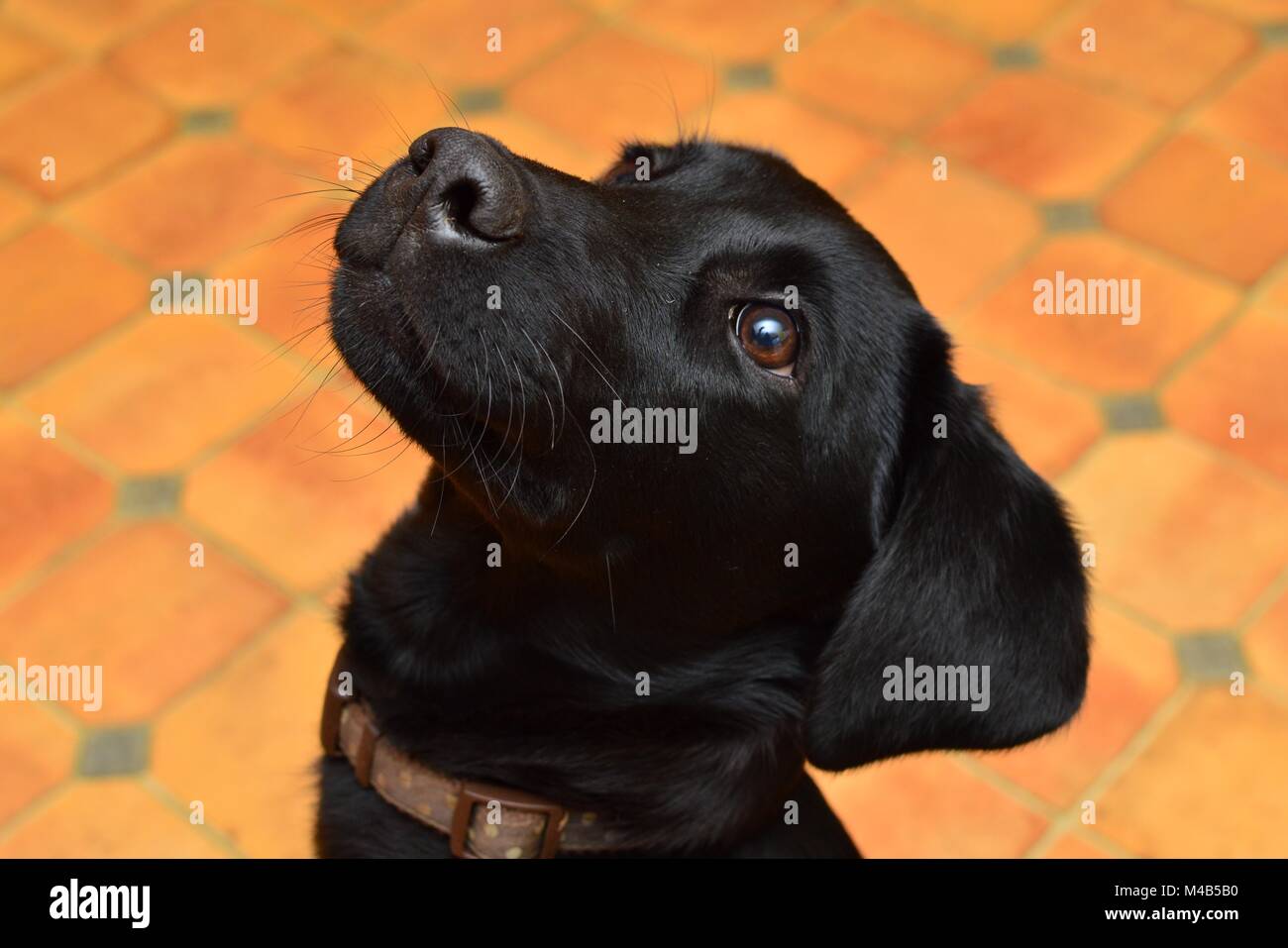 Head shot of a black Labrador puppy looking up Stock Photo - Alamy