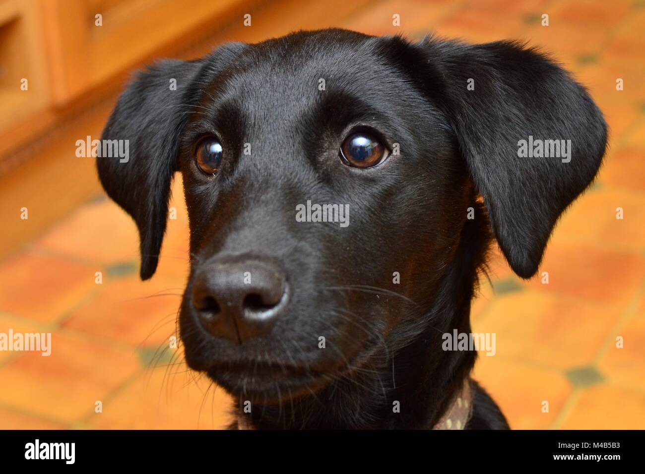 Head shot of a black Labrador puppy Stock Photo - Alamy