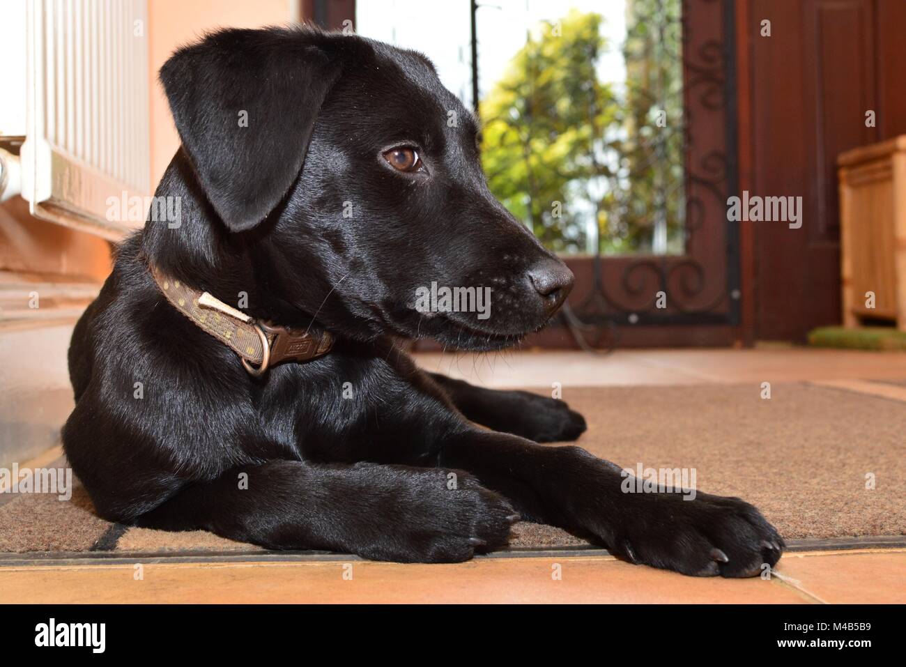 Portrait of a black Labrador puppy sitting on the floor Stock Photo - Alamy