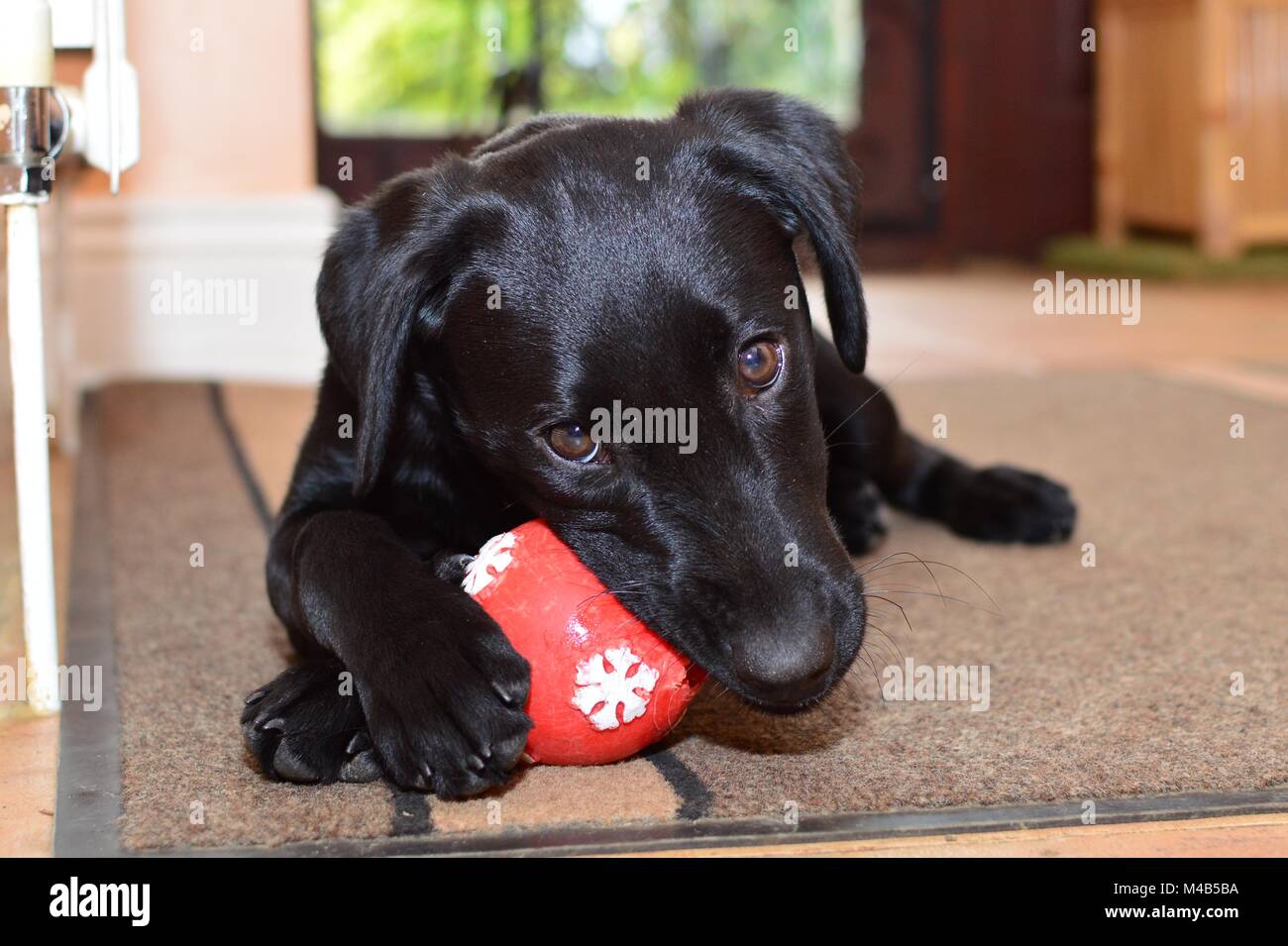 Portrait of a cute black Labrador puppy playing with a red ball Stock ...