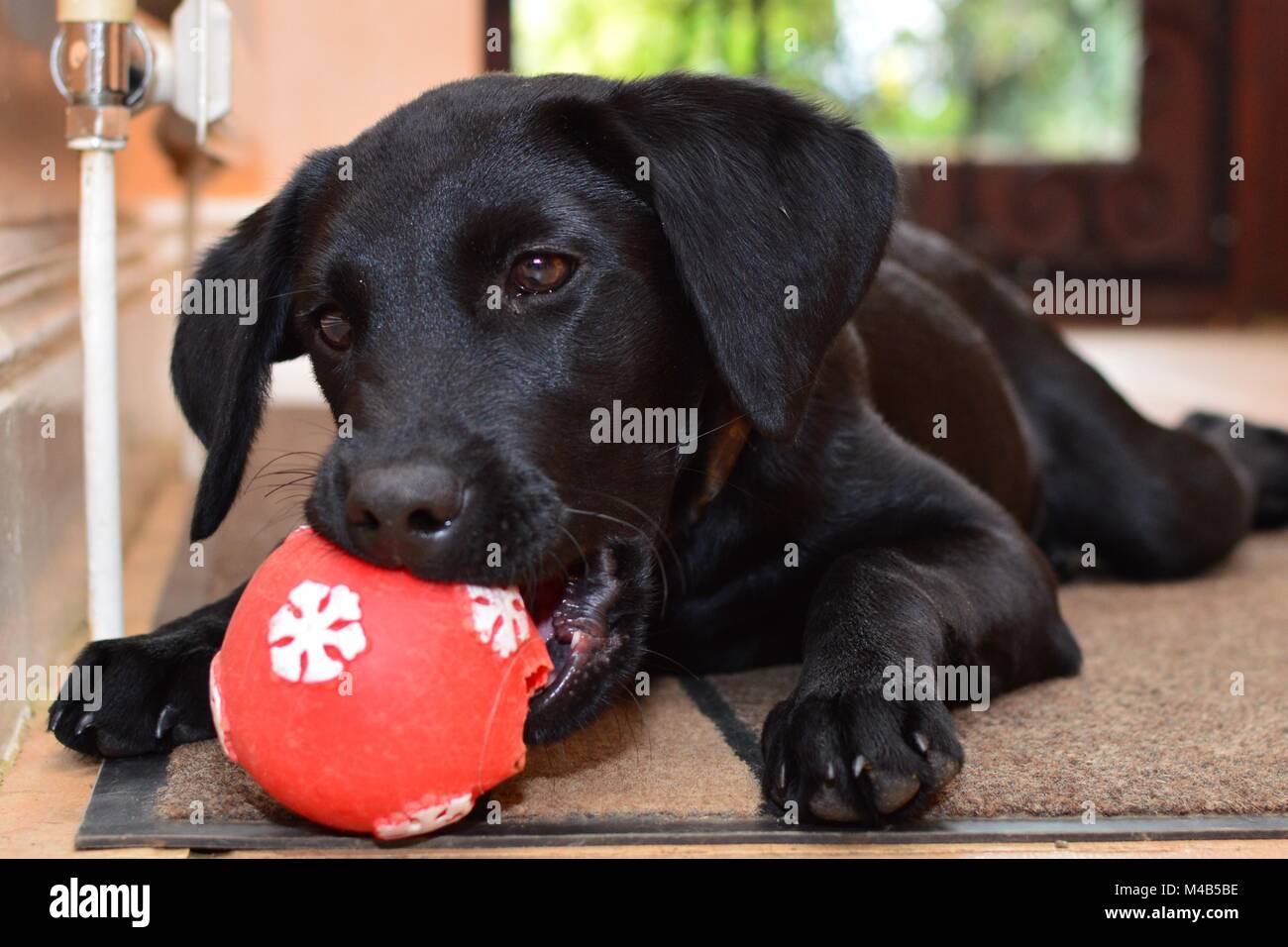 Cute Pictures Of Black Lab Puppies