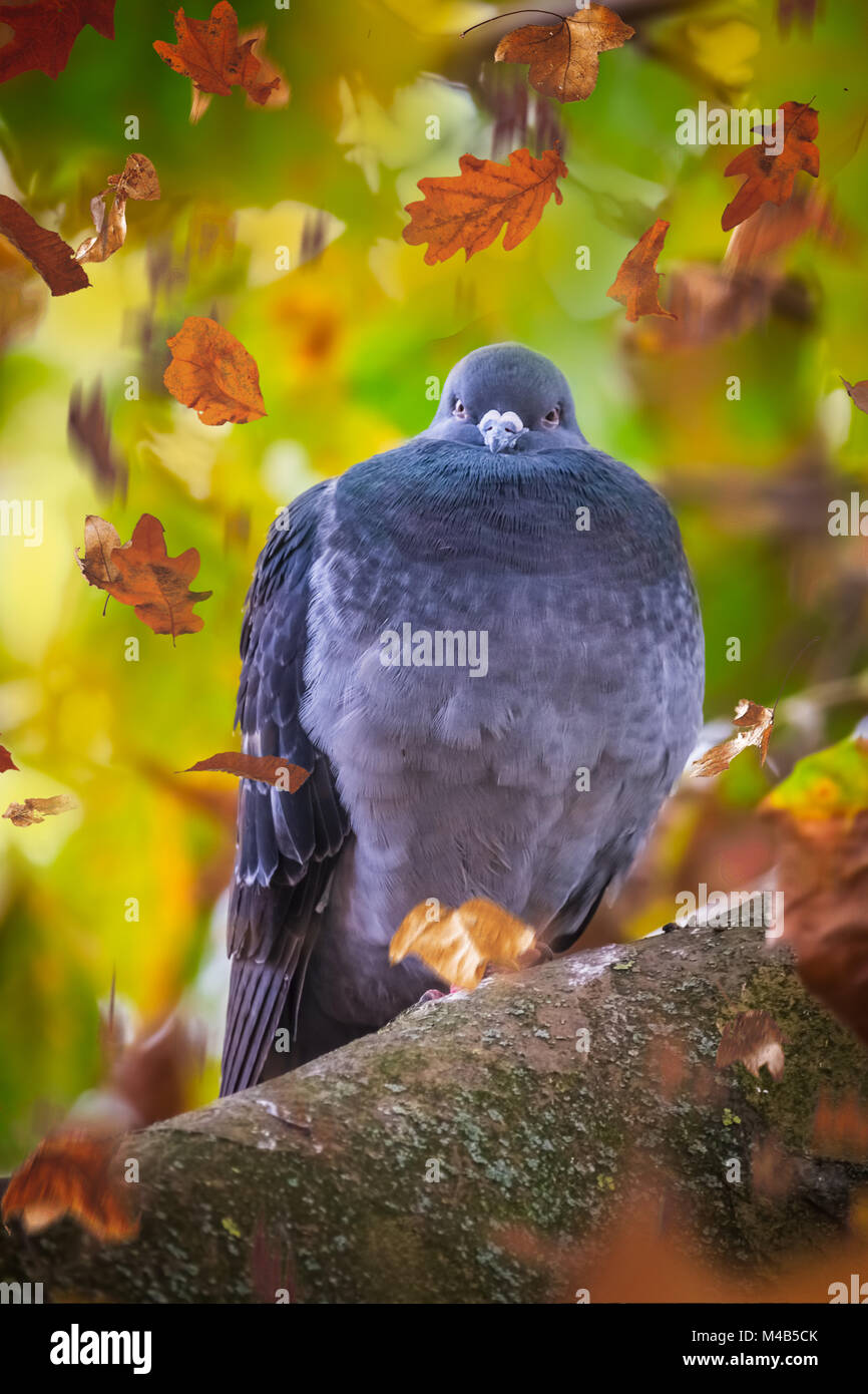 Hiding pigeon hi-res stock photography and images - Alamy
