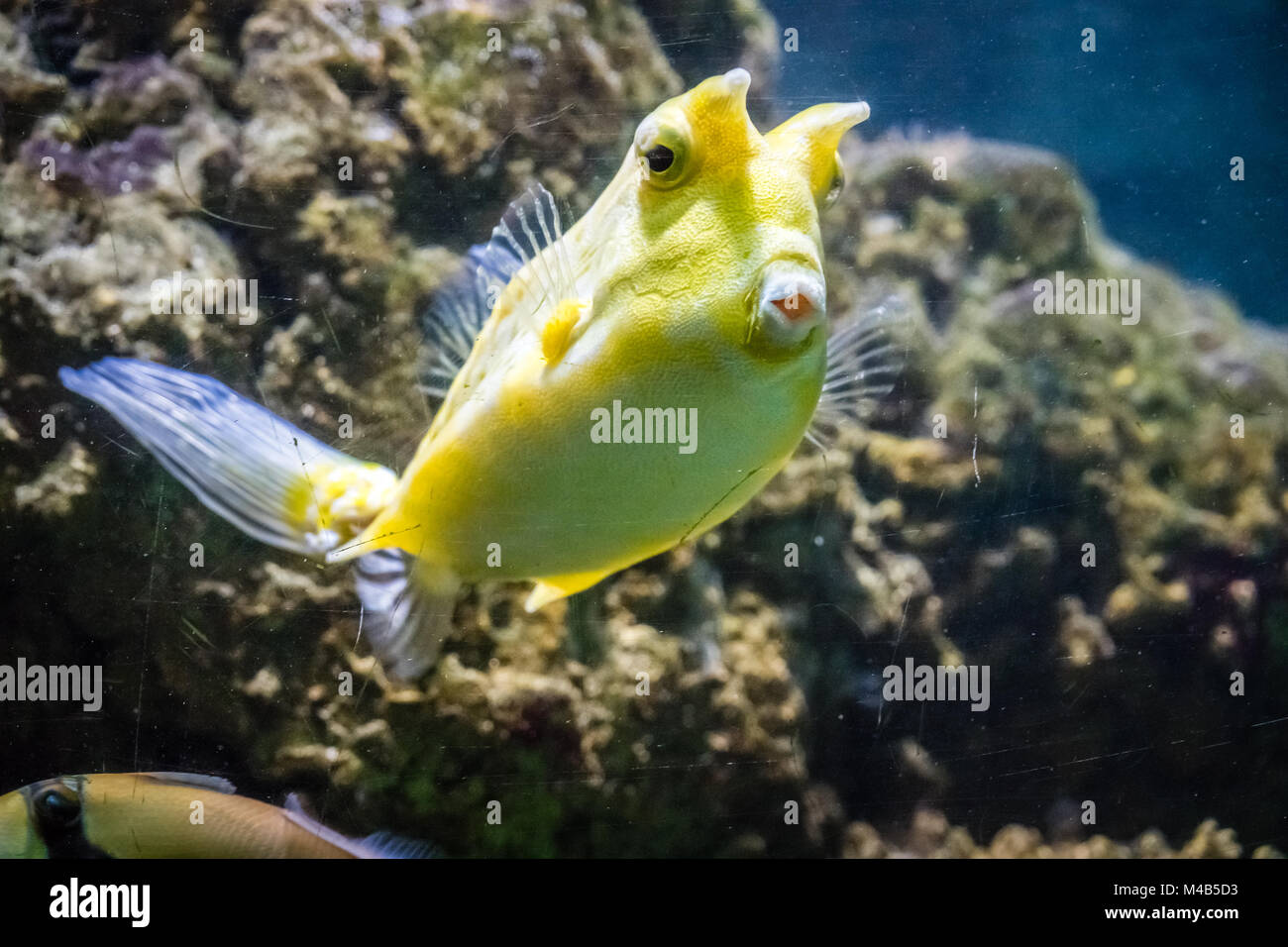 Tropical yellow fish Stock Photo - Alamy