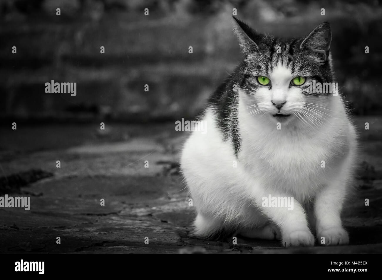 Portrait of a cute furry cat Stock Photo - Alamy