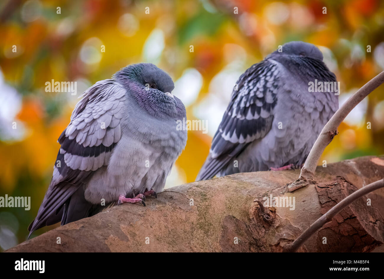 Closeup two black pigeons hi-res stock photography and images - Alamy