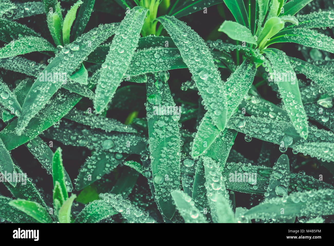 Multiple macro water drops Stock Photo - Alamy