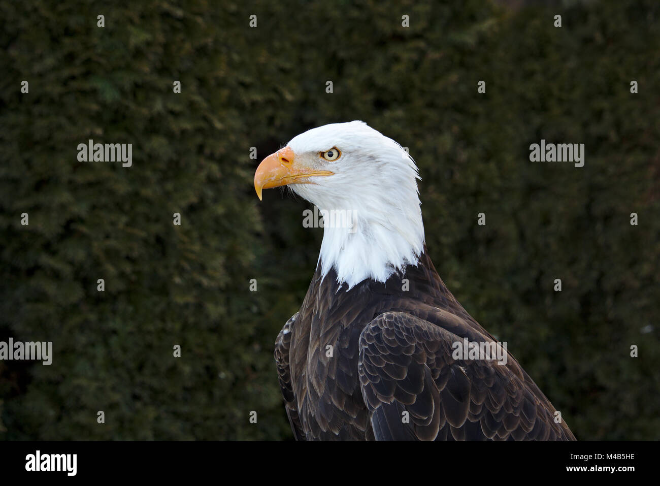 Portrait of an adult bald eagle Stock Photo - Alamy