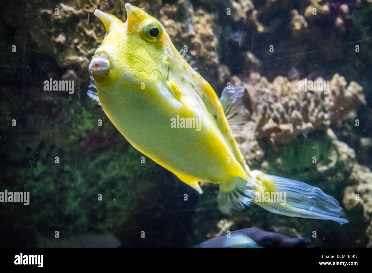 Tropical yellow fish Stock Photo - Alamy
