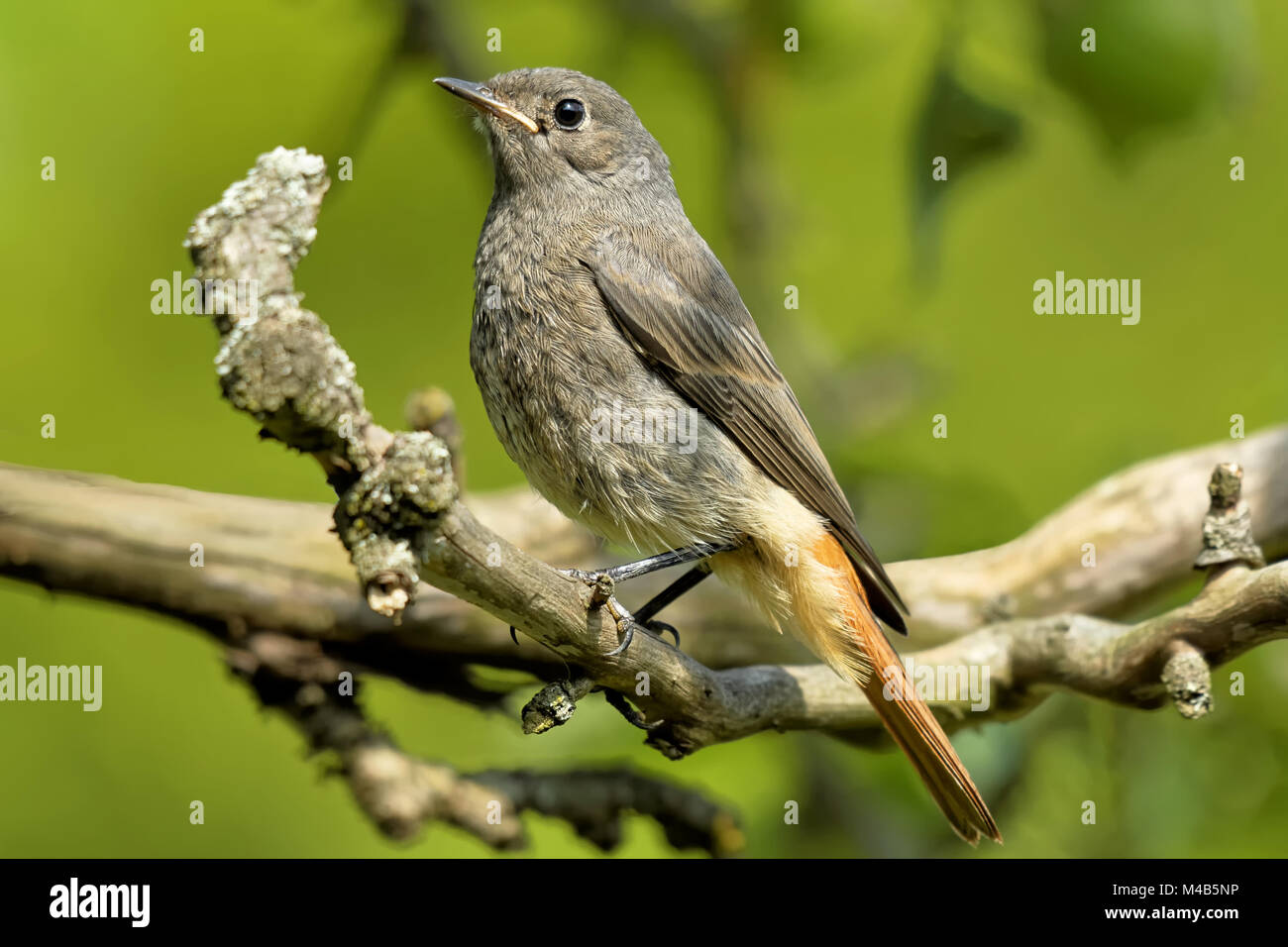 young common redstart Stock Photo - Alamy