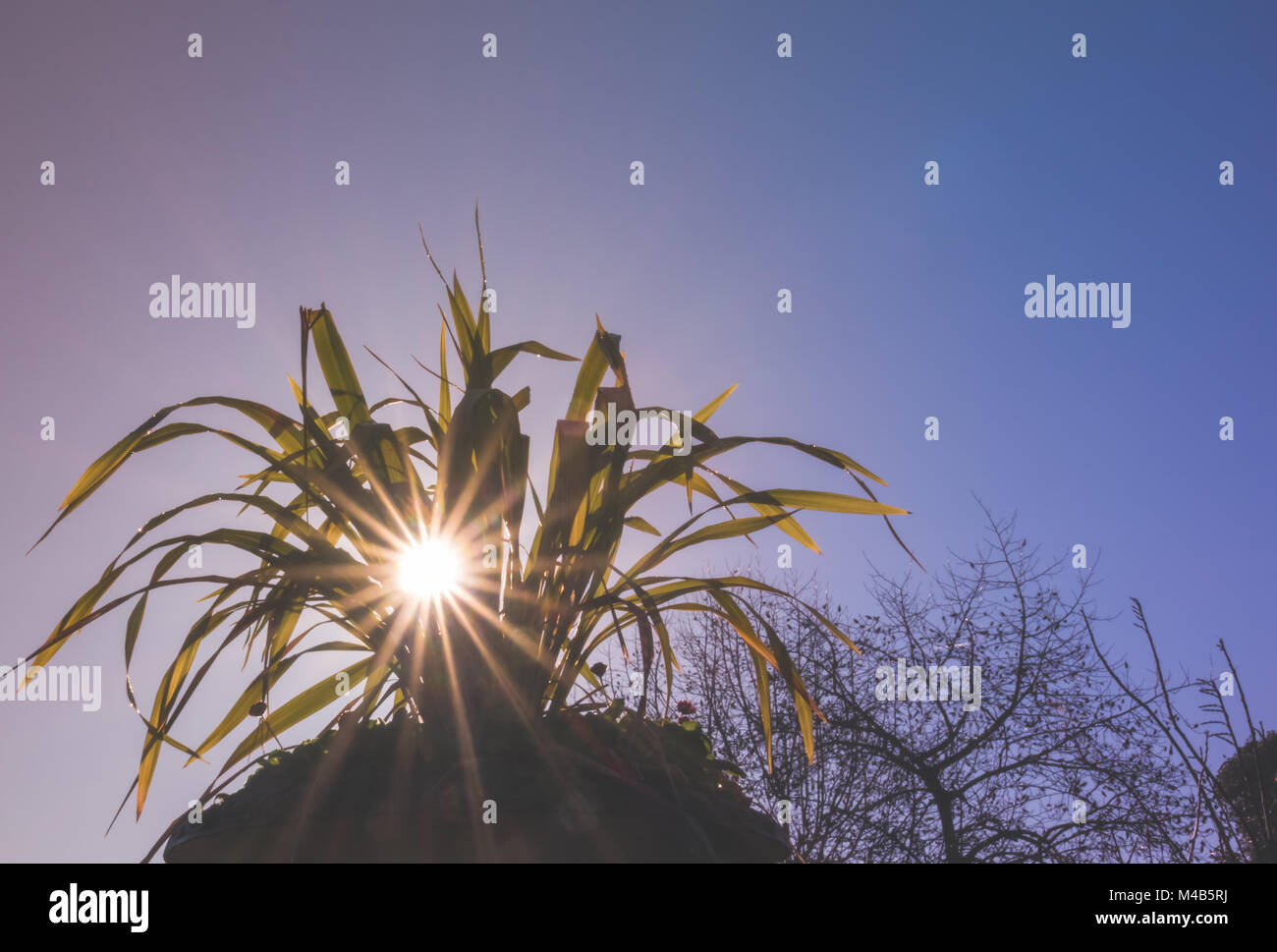 Sun rays shining through the plant leaves Stock Photo - Alamy