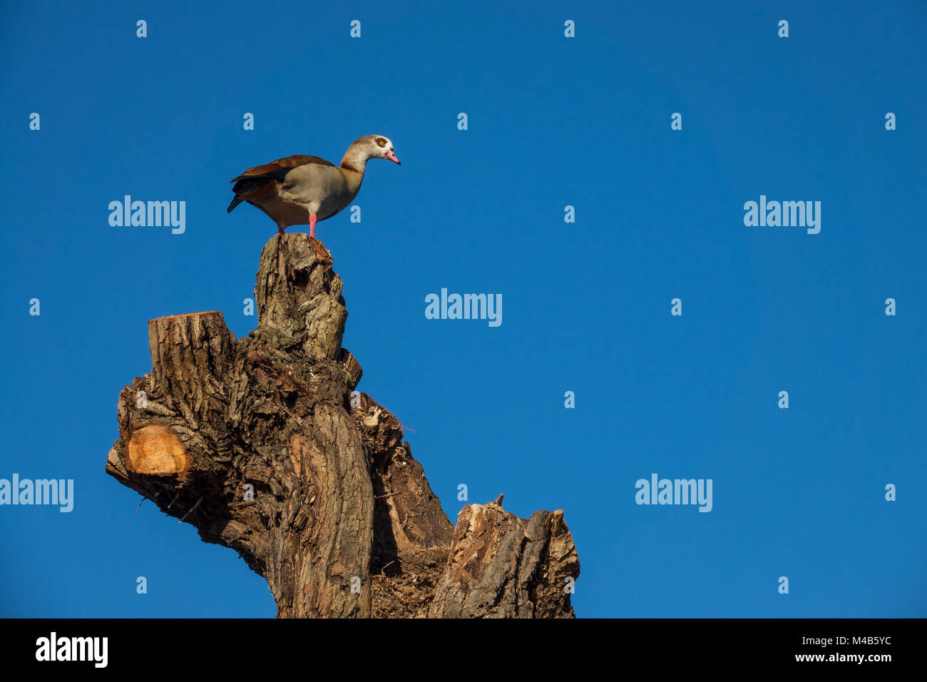 Tall geese hi-res stock photography and images - Alamy