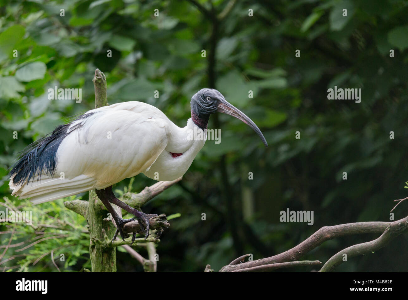 African sacred ibis Stock Photo - Alamy