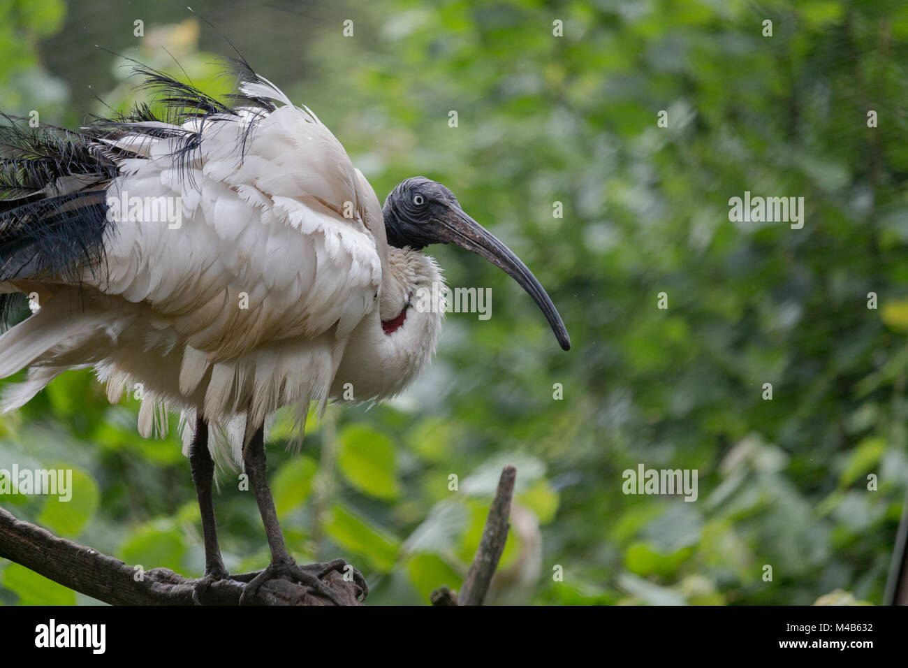 African sacred ibis Stock Photo - Alamy