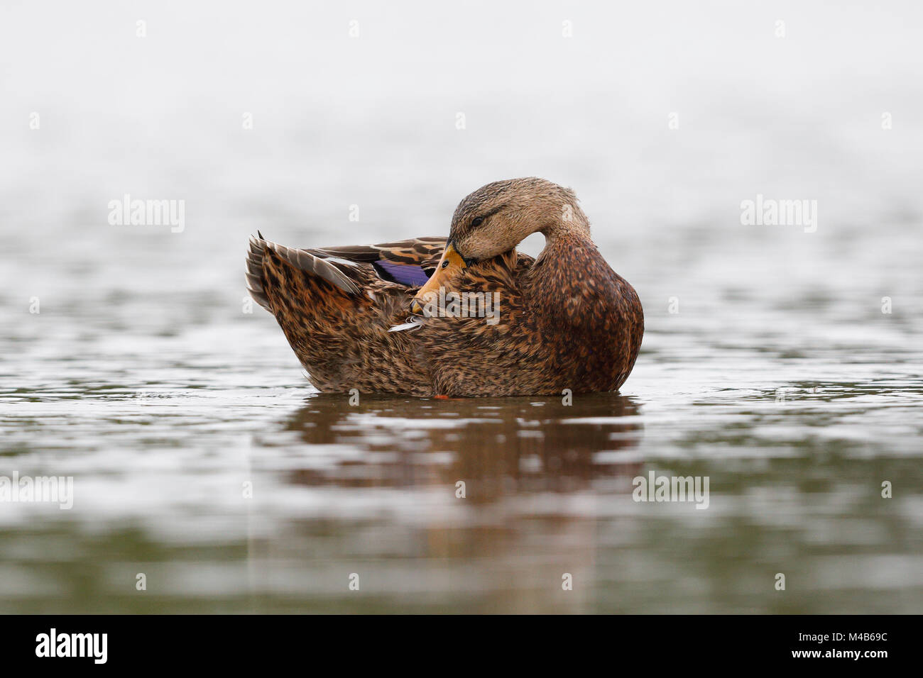 Mottled Duck (Anas fulvigula) preening its feathers - Pinellas County ...
