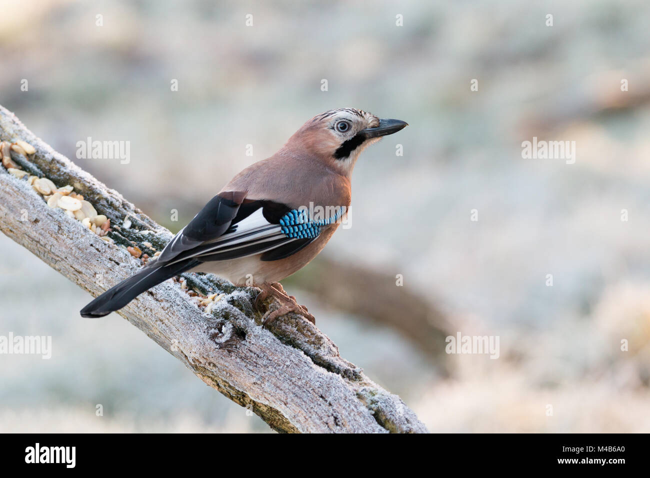 Jay isolated hi-res stock photography and images - Alamy