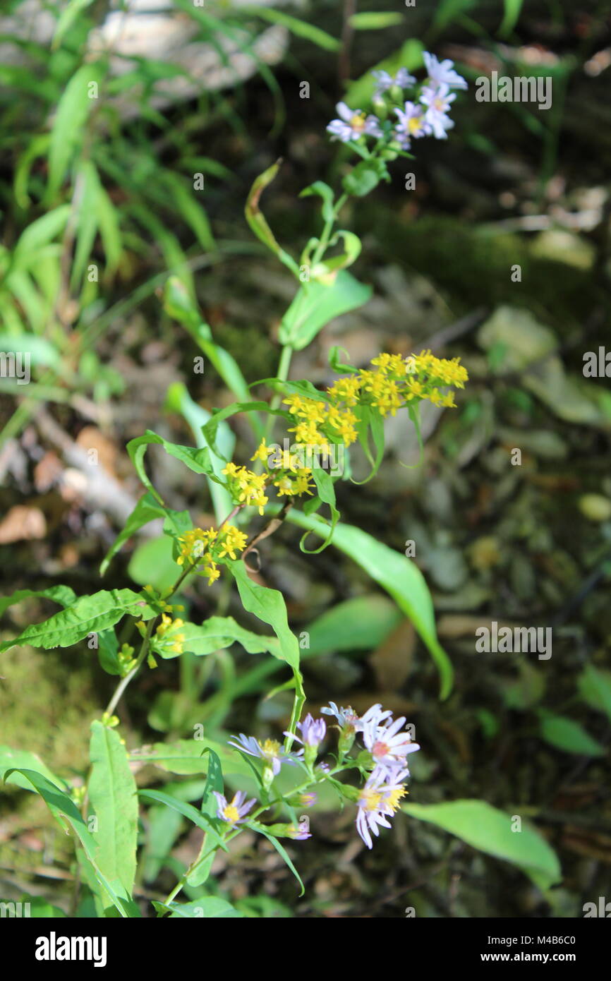 wild flowers in the forest Stock Photo - Alamy