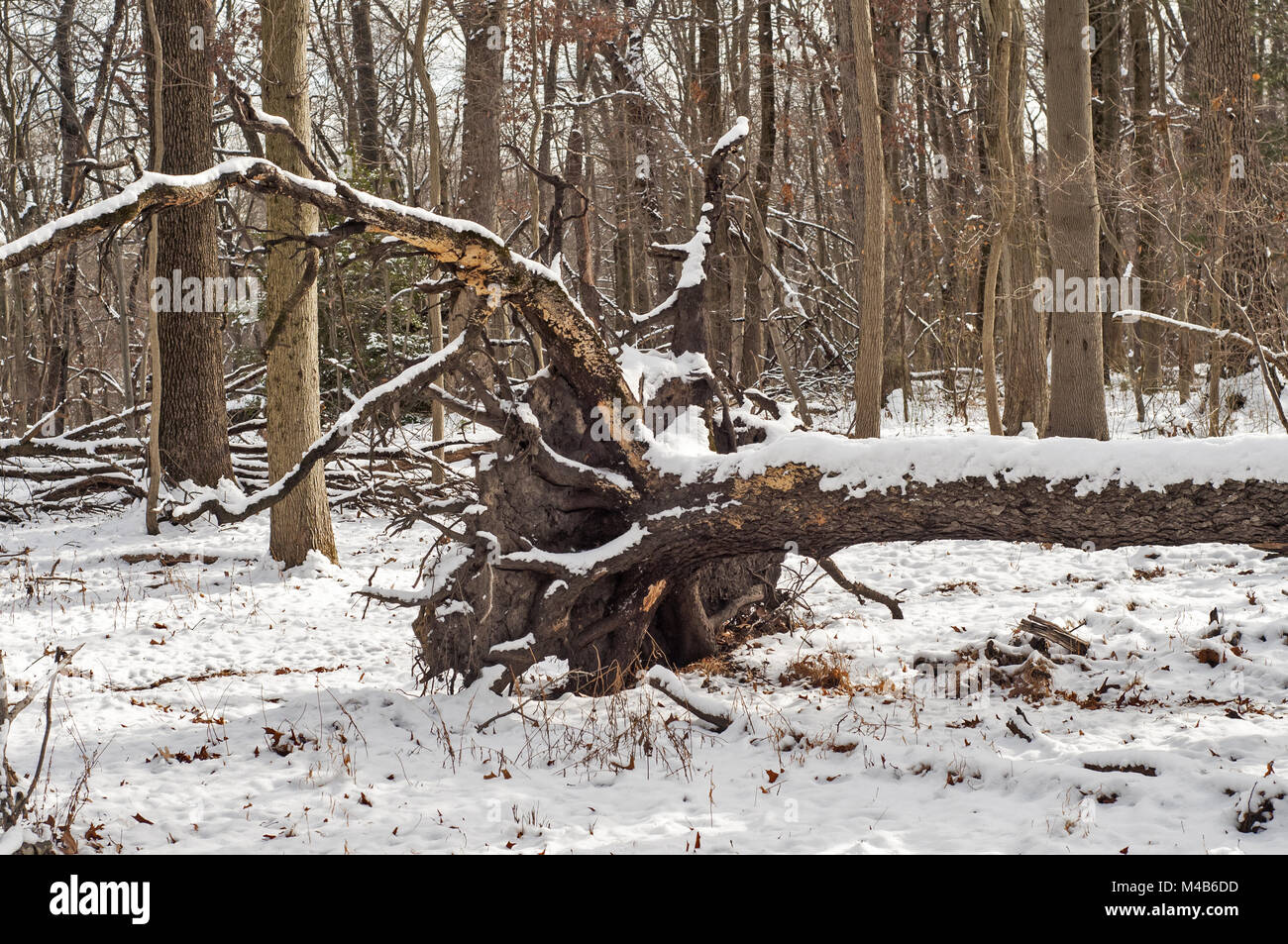 Windfall in forest Stock Photo - Alamy