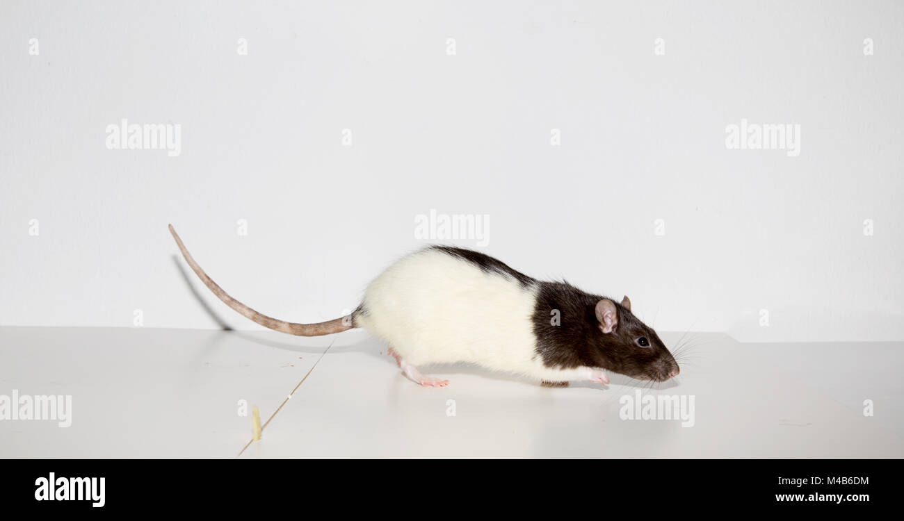 Rat running hi-res stock photography and images - Alamy