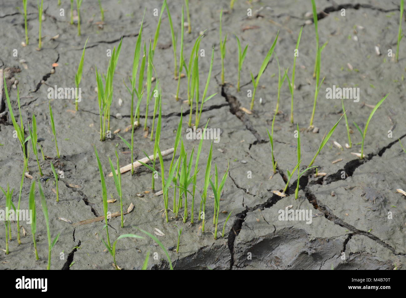 Dry Paddy Field High Resolution Stock Photography and Images - Alamy