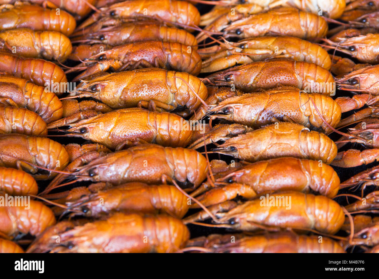 Background with many crawfishes Stock Photo - Alamy