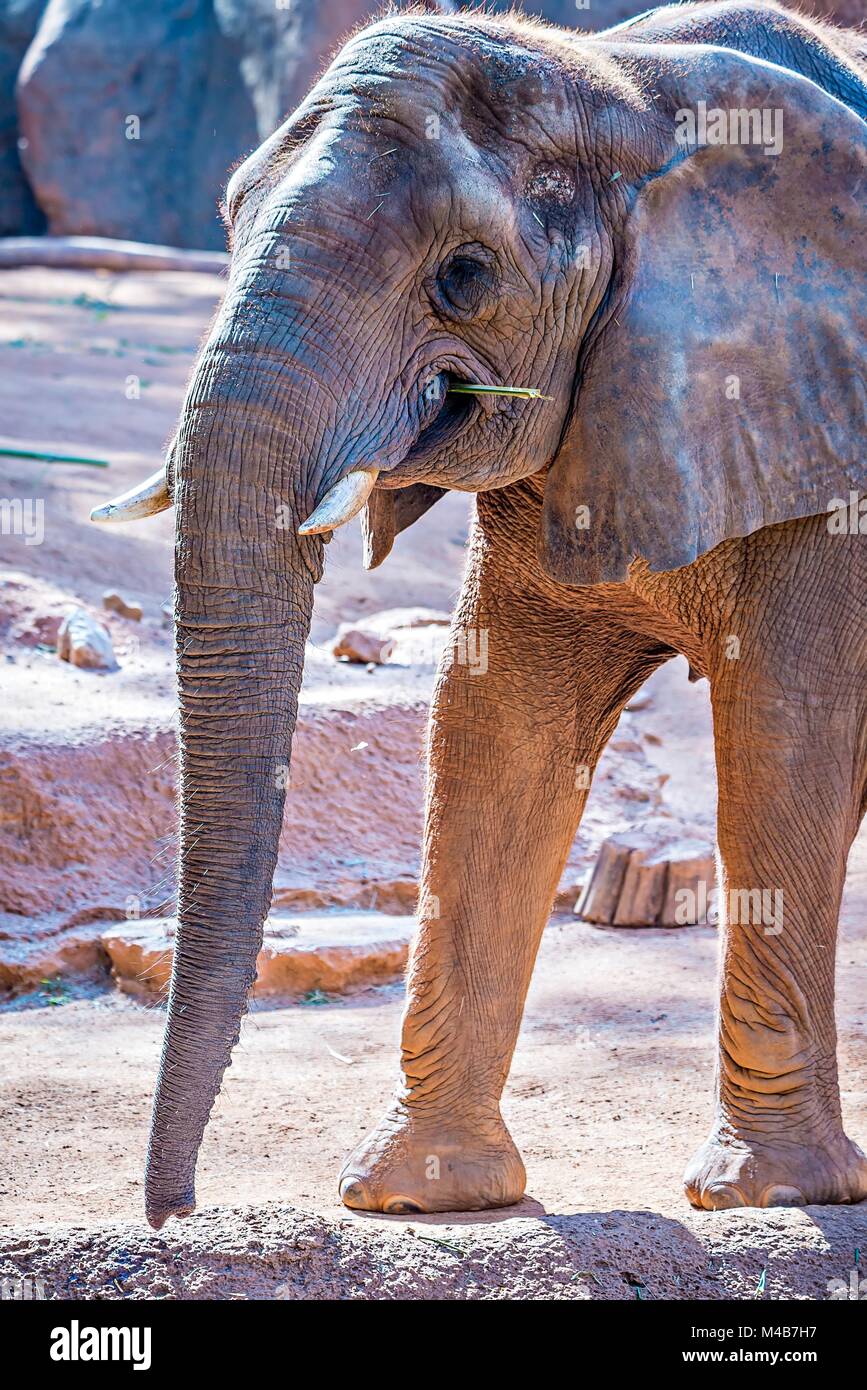 Feeding time and zoo hi-res stock photography and images - Alamy