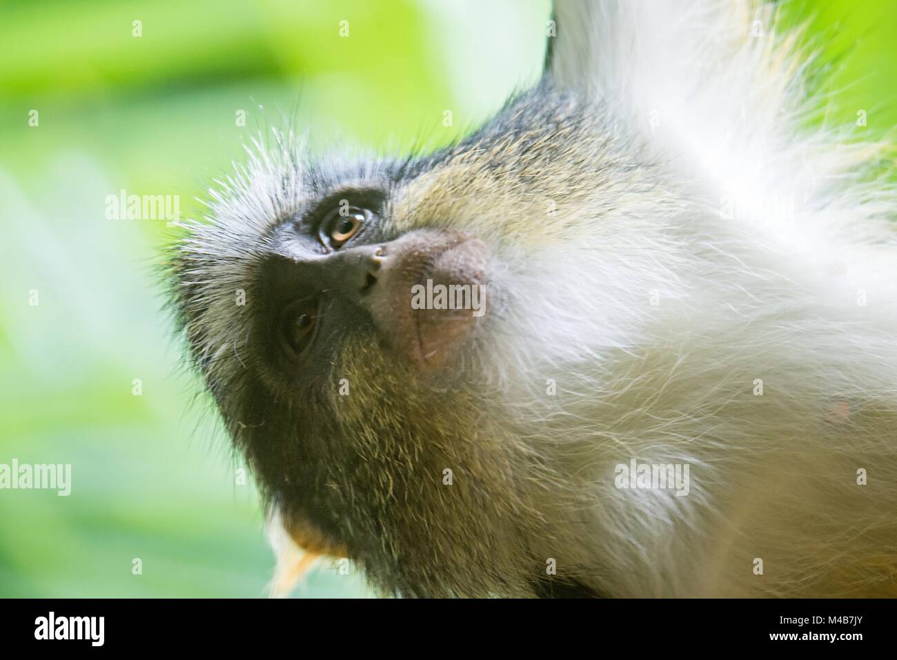 Juvenile African Vervet monkey Chlorocebus pygerythrus in bamboo forest ...