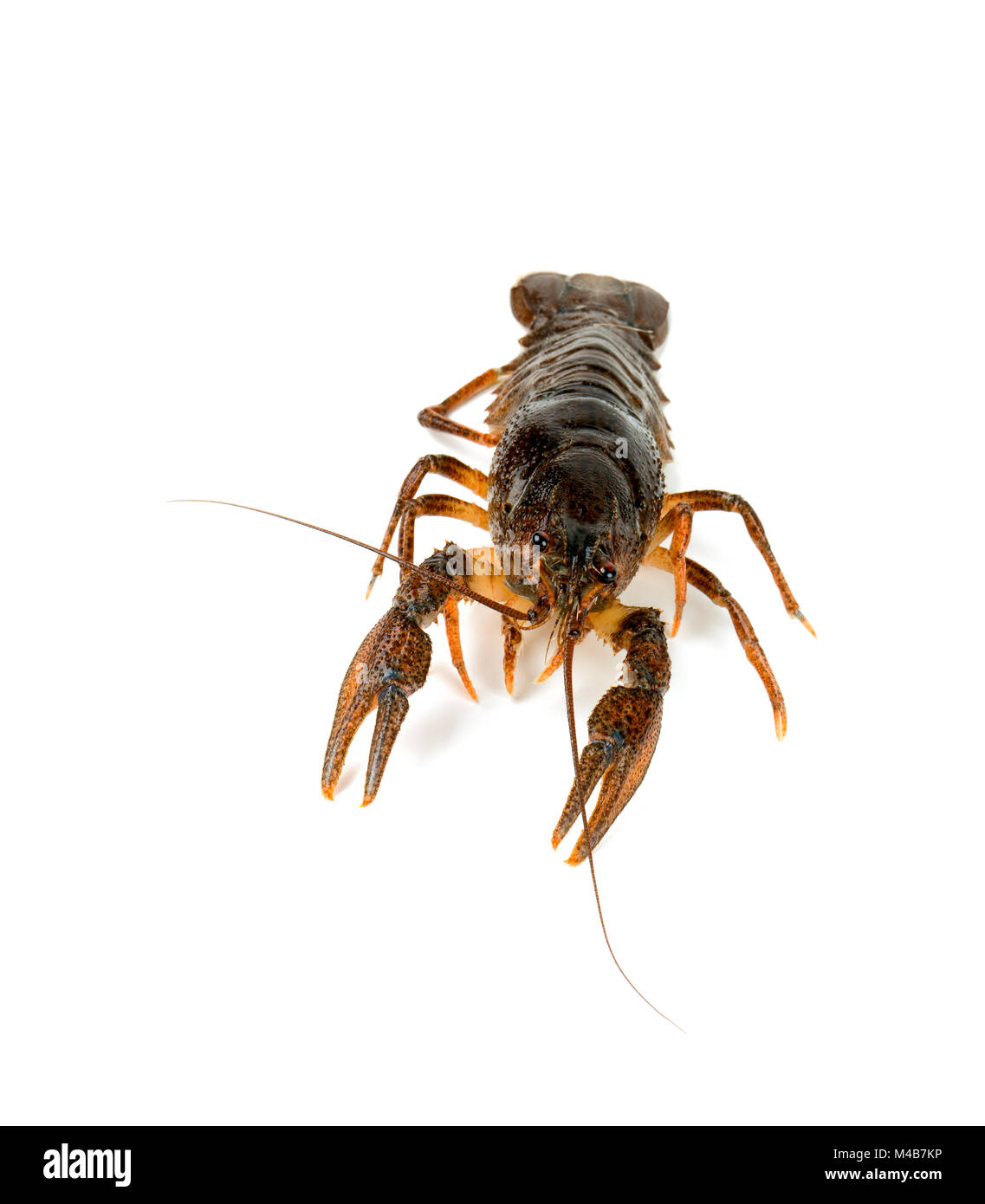 Live crawfish hi-res stock photography and images - Alamy