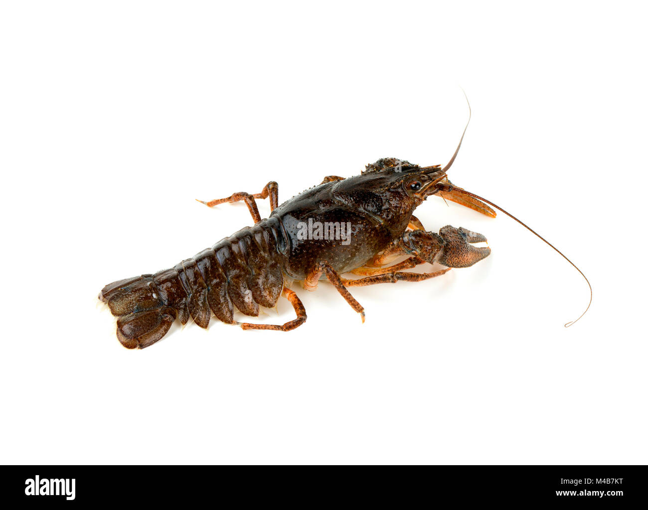 Live crawfish hi-res stock photography and images - Alamy