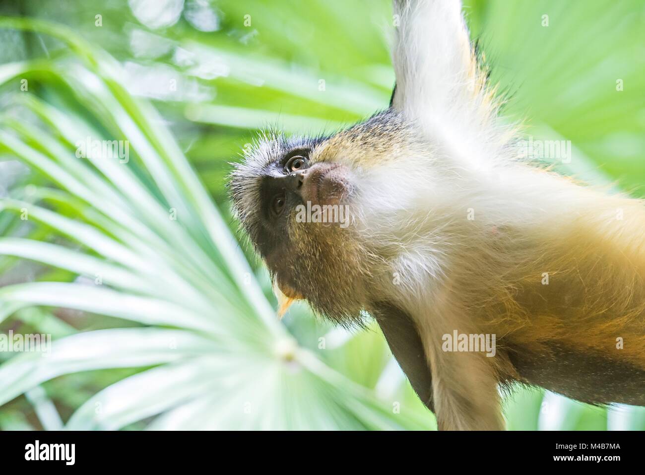Juvenile African Vervet monkey Chlorocebus pygerythrus in bamboo forest ...