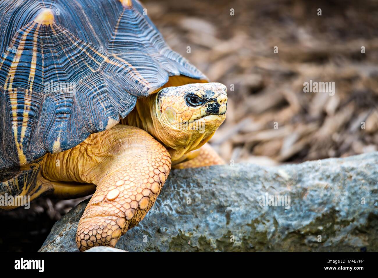 Razor-Backed Musk Turtle (Sternotherus carinatus) Kinosternidae Stock ...