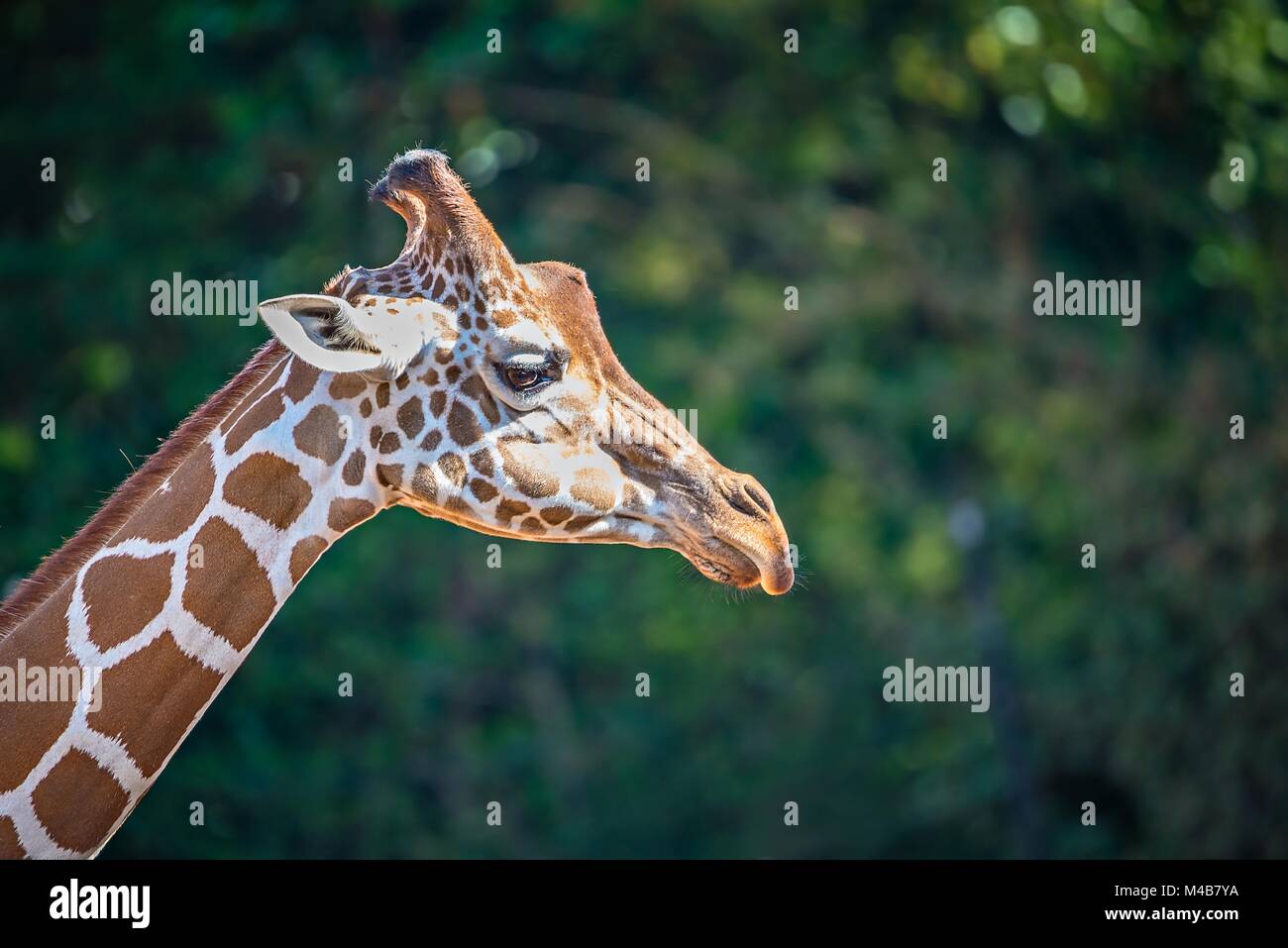 giraffe portrait profile with nature background Stock Photo - Alamy
