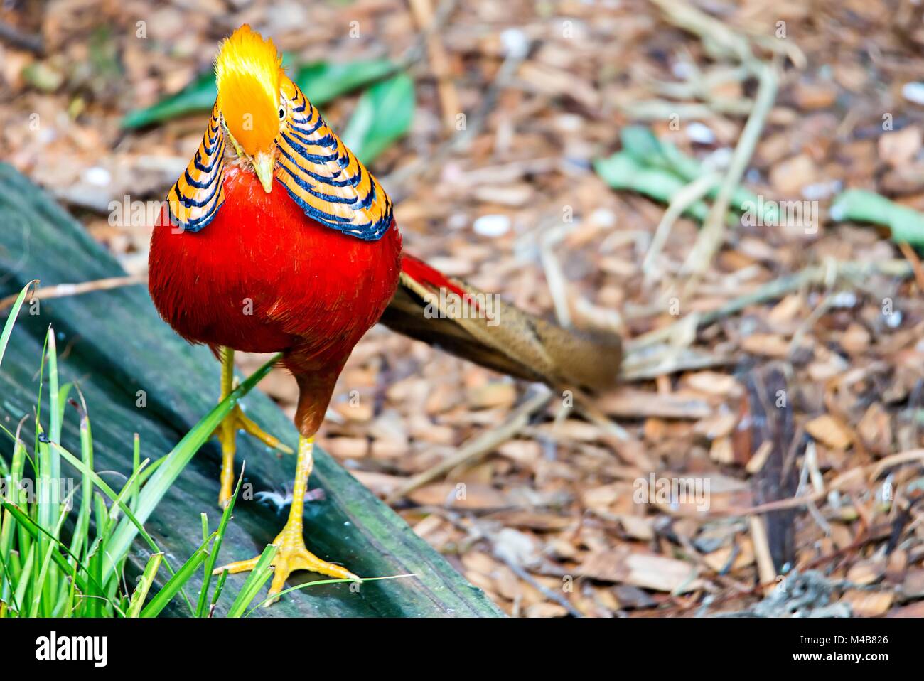 Golden pheasant Chinese pheasant Chrysolophus Pictus Stock Photo - Alamy