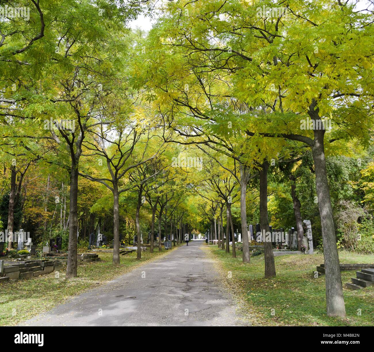 alley with autumnally colored locust trees Stock Photo - Alamy
