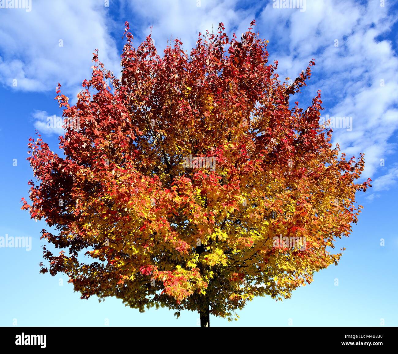 colourful painted maple tree Stock Photo - Alamy