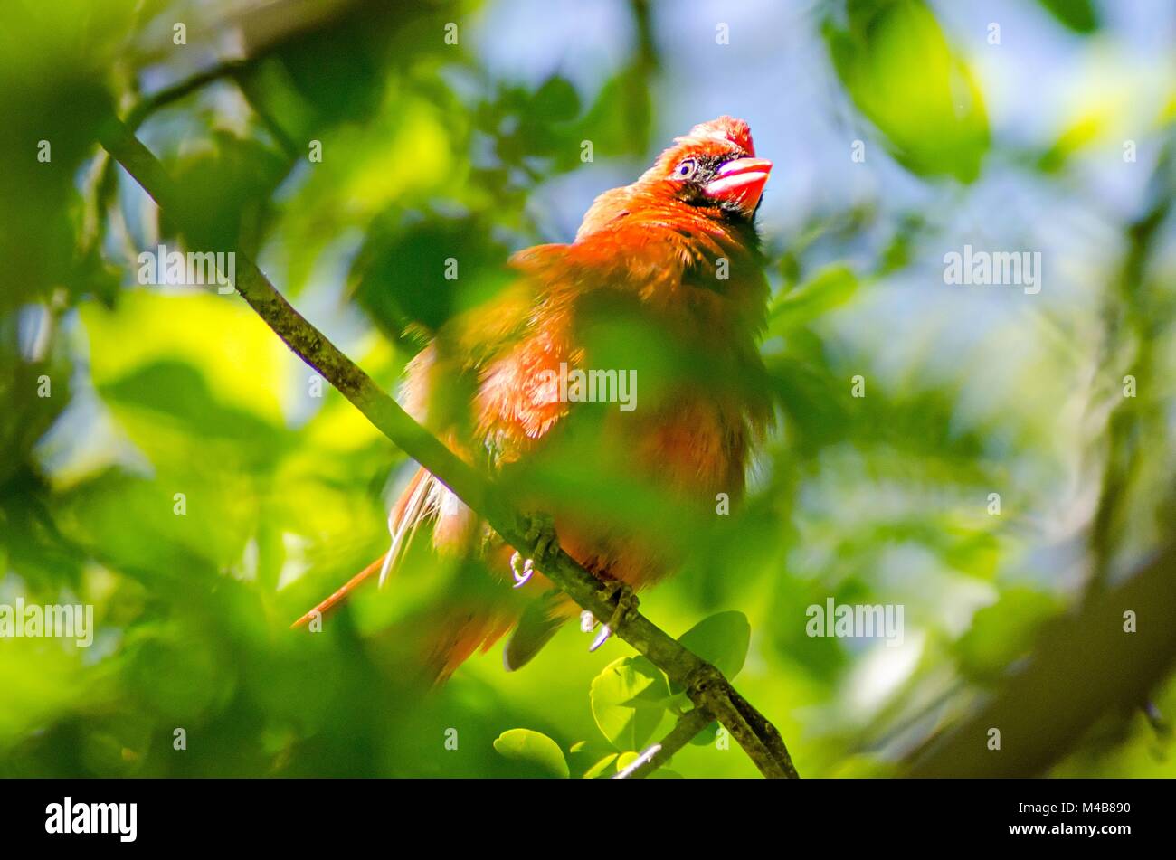 Male Northern Cardinal (Cardinalis cardinalis) north carolina bird ...