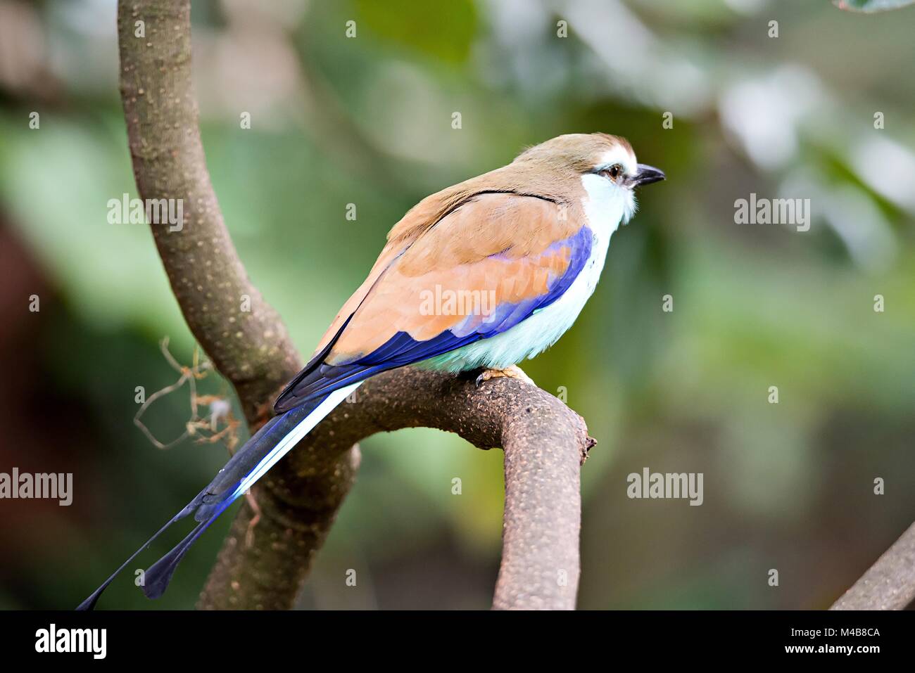 Racket-tailed Roller (Coracias spatulatus) perched on branch Stock ...