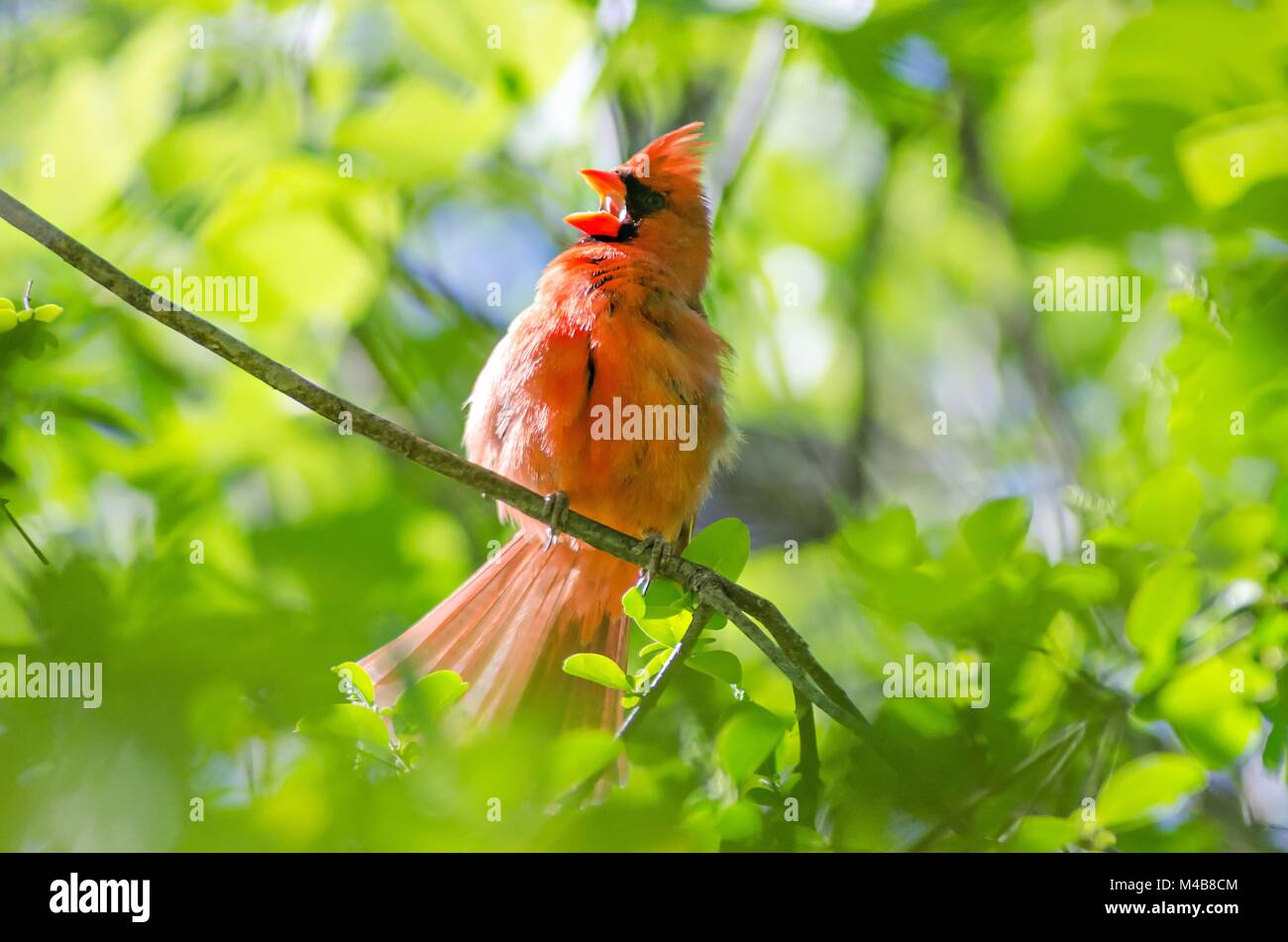 Male Northern Cardinal (Cardinalis cardinalis) north carolina bird ...