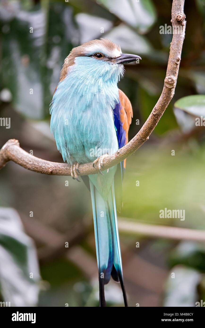 Racket-tailed Roller (Coracias spatulatus) perched on branch Stock ...