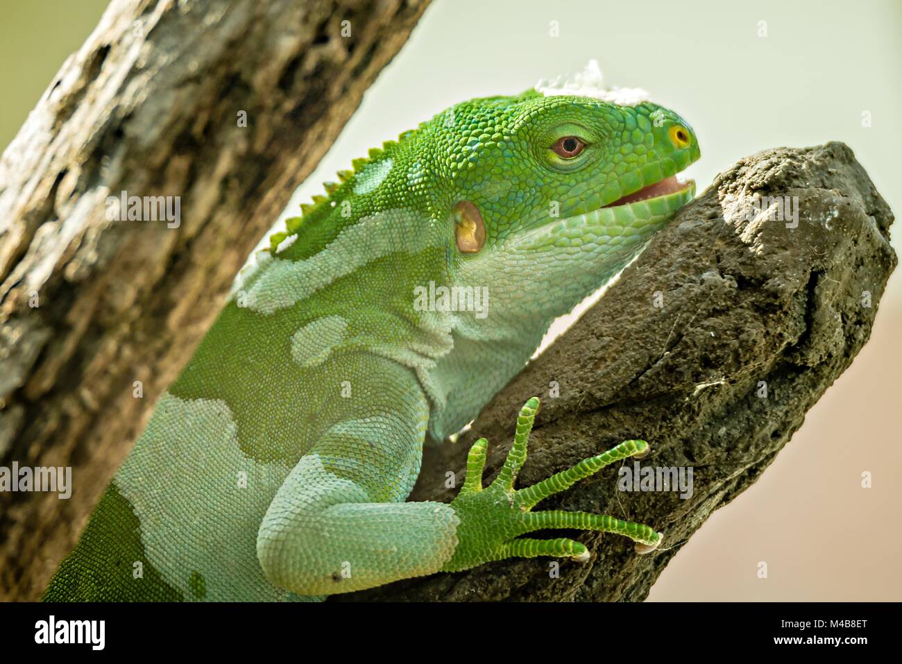Aldabra giant tortoise tail hi-res stock photography and images - Alamy