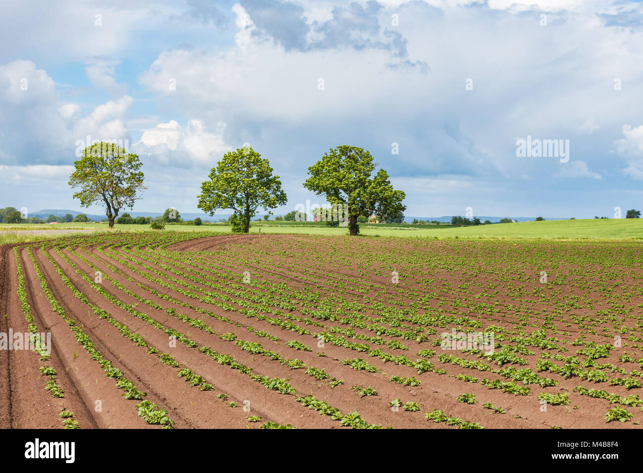 Potato field in a rural landscape Stock Photo - Alamy