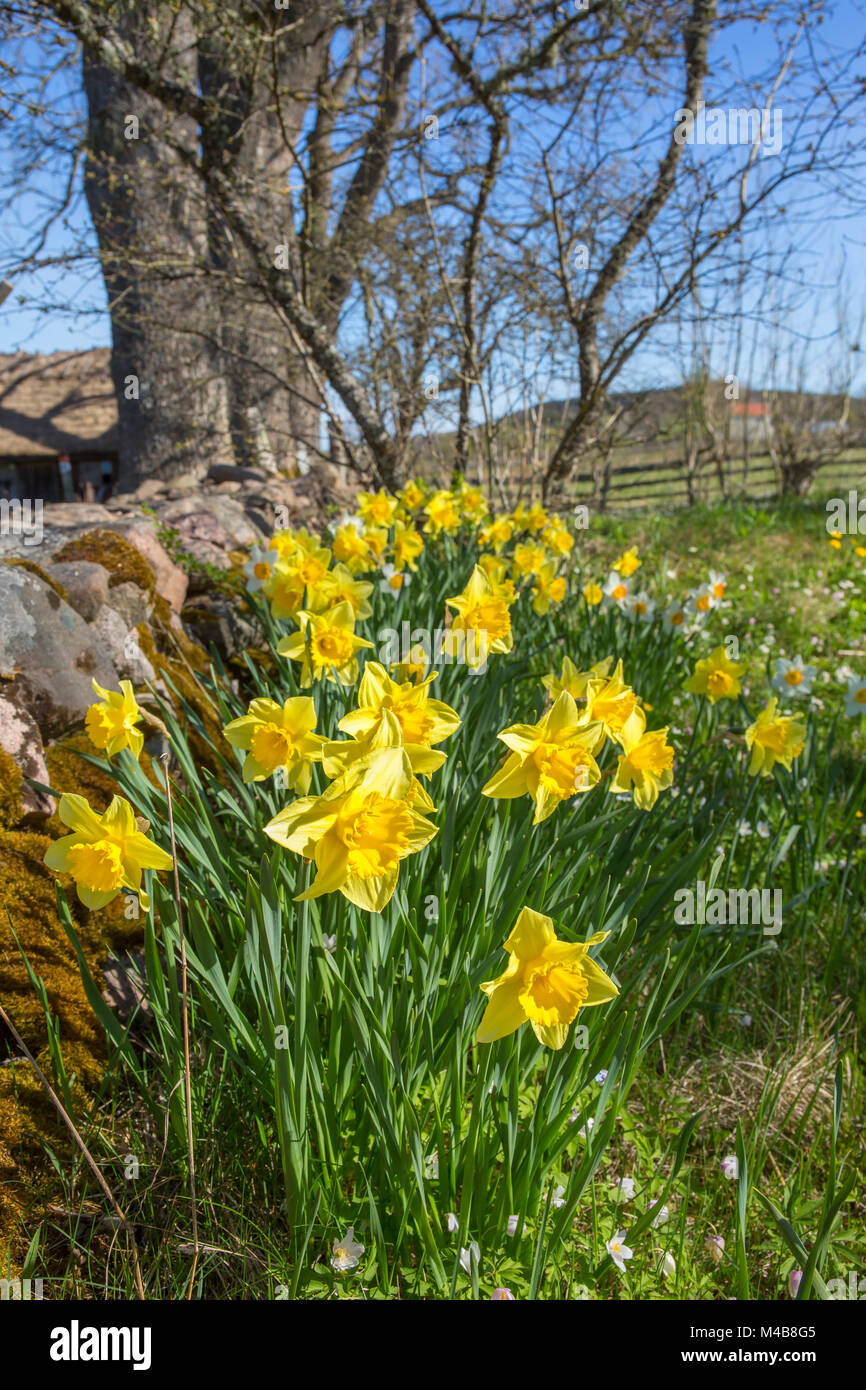 Flowering daffodils flowers in a garden at spring Stock Photo - Alamy
