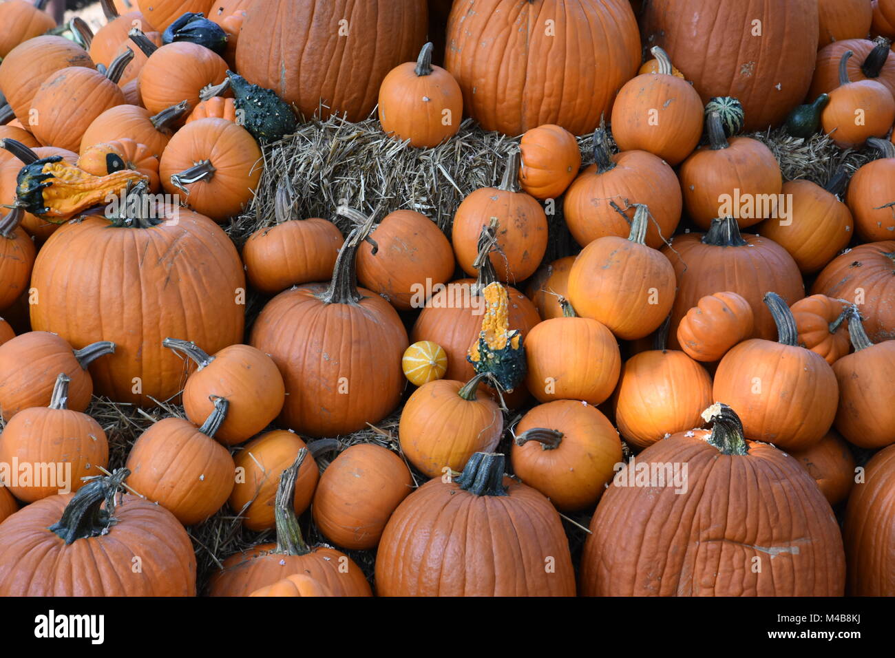 A Variety of Colorful Pumpkins for Halloween Stock Photo - Alamy