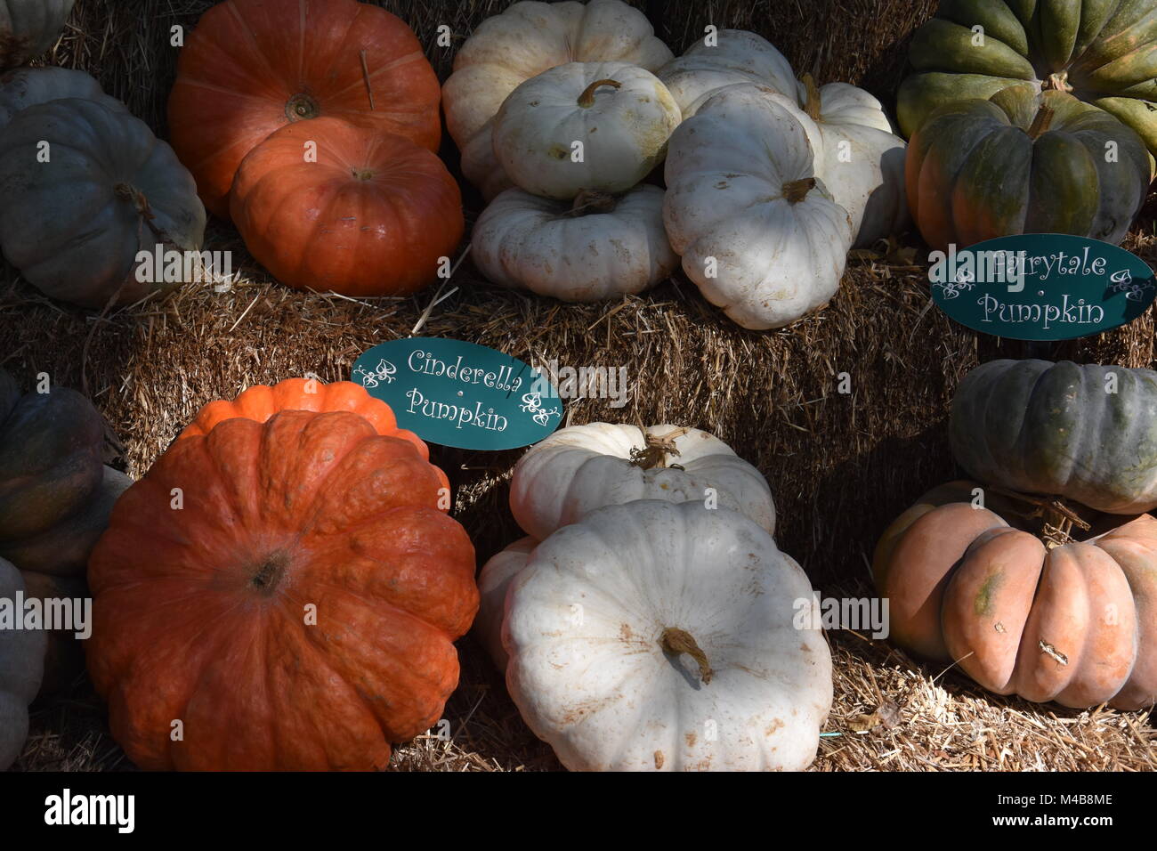 A Variety of Colorful Pumpkins for Halloween Stock Photo - Alamy