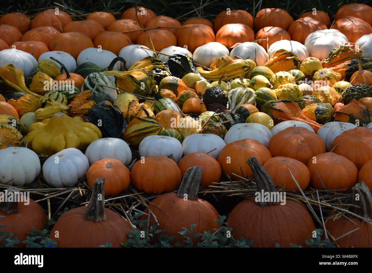 Plenty of pumpkins hi-res stock photography and images - Alamy