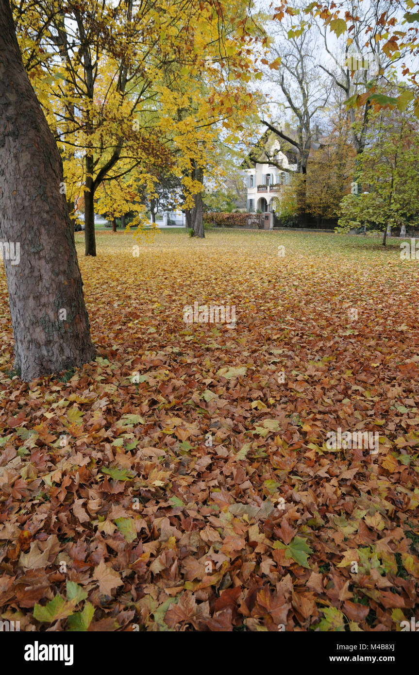 Platanus acerifolia, Plane tree, Autumn leaves Stock Photo - Alamy