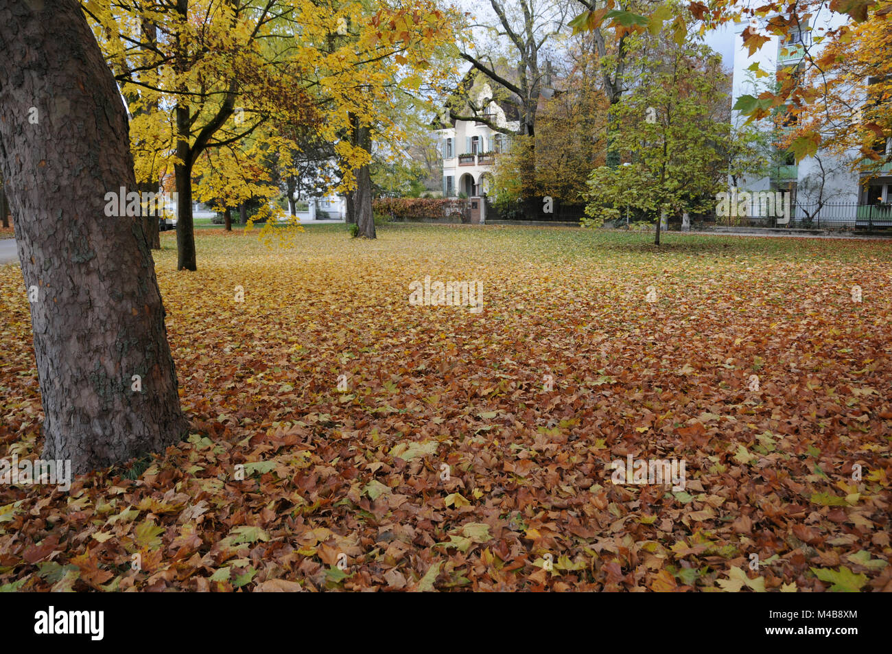 Platanus acerifolia, Plane tree, Autumn leaves Stock Photo - Alamy