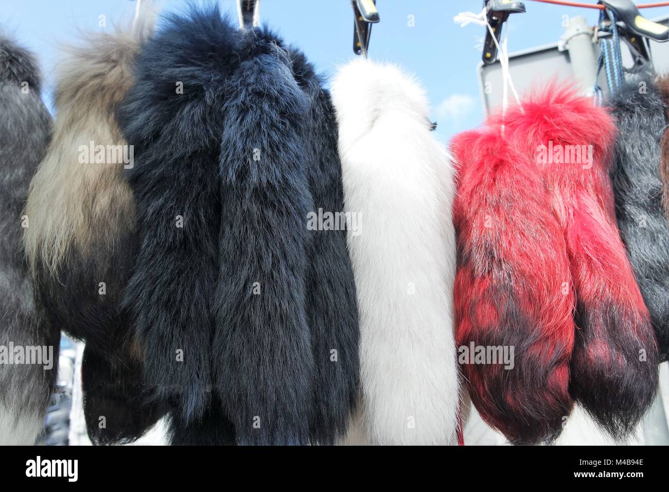 Fox tail hi-res stock photography and images - Alamy