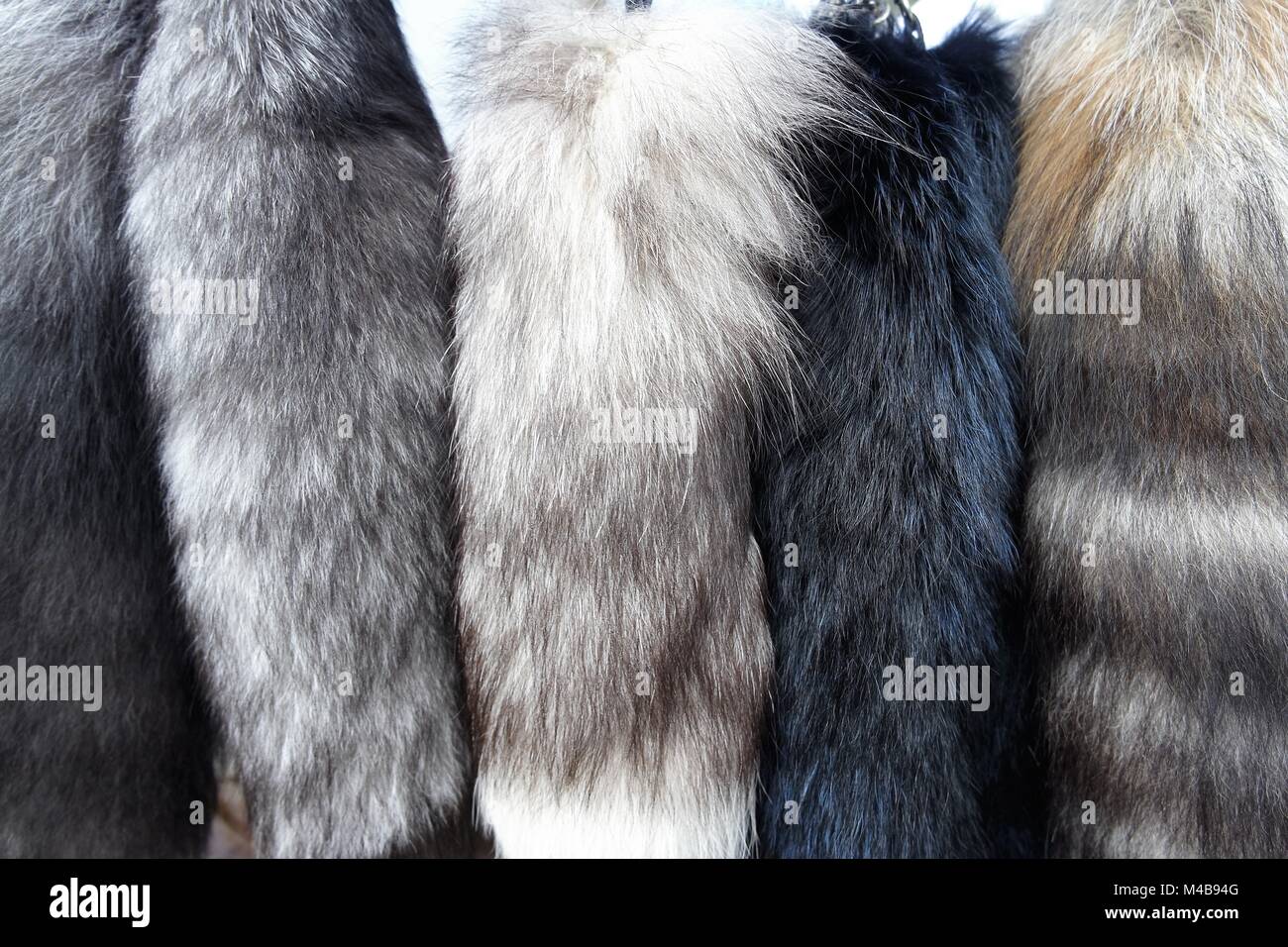 Fox tail hi-res stock photography and images - Alamy