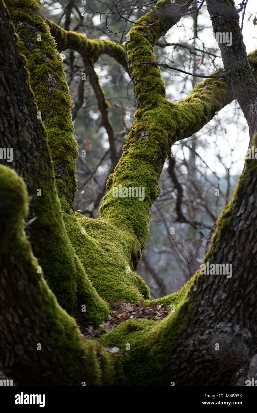 Fairy fairies tree hi-res stock photography and images - Alamy